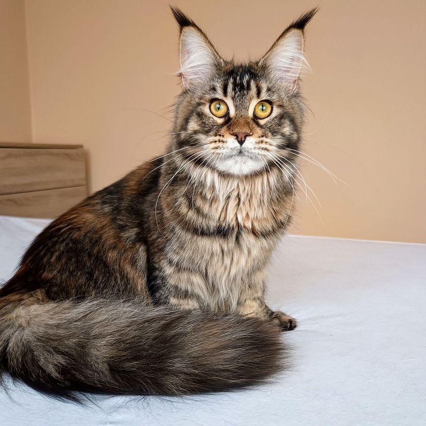 Мейн-кун кошка f25