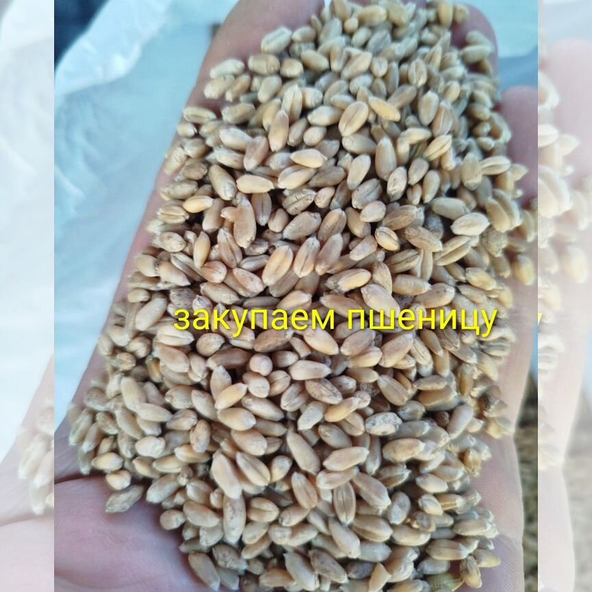 Зерно пшеница