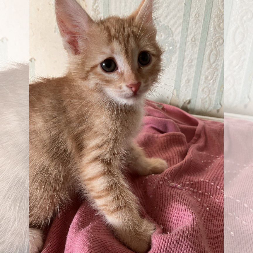 Котёнок в добрые руки