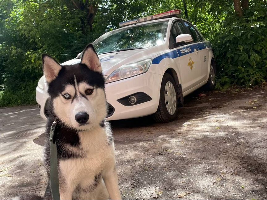 Щенки сибирской хаски