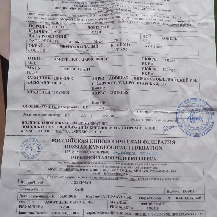 Собака в добрые руки