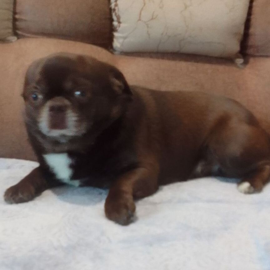 Чихуахуа, взрослый пёс