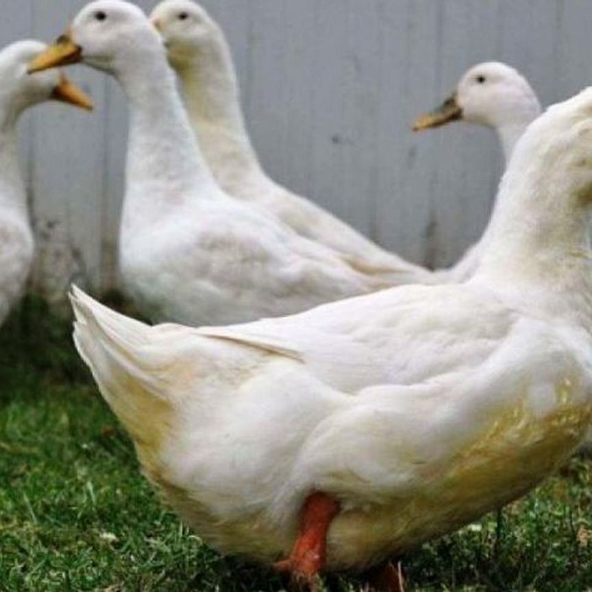 Продаются белые утки