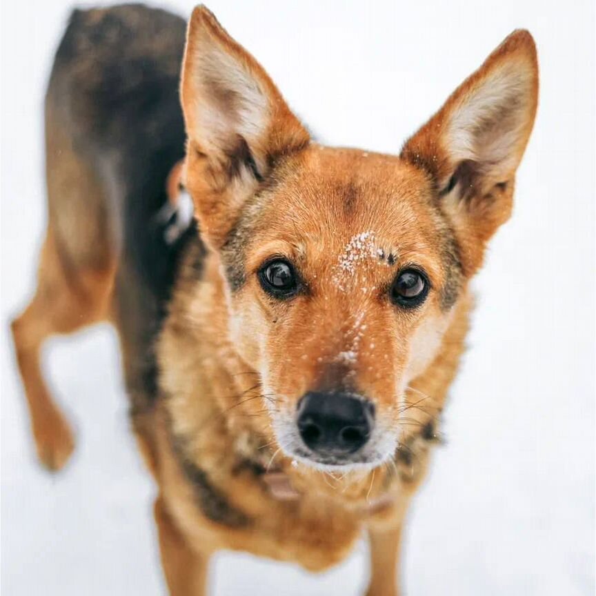 Взрослая собака в добрые руки