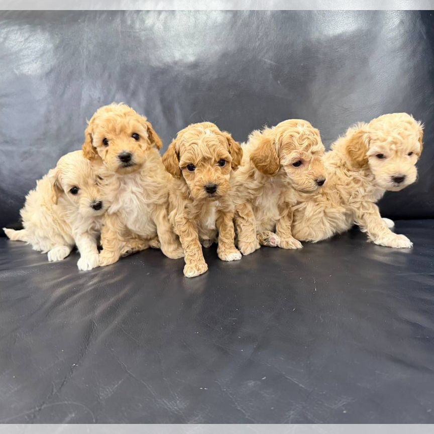 Мальтипу, щенок