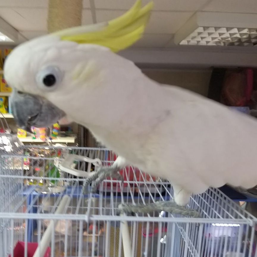 Говорящий попугай какаду