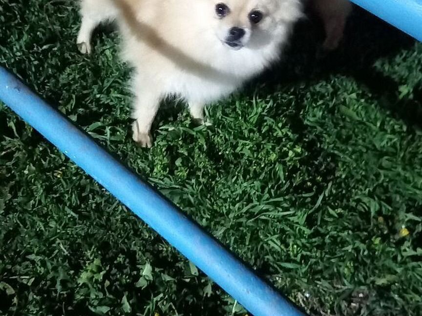 Шпицульки-красотульки