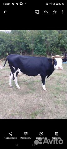 Коровы дойные молочные