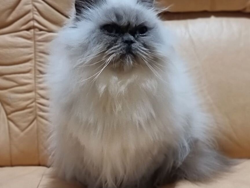 Персидская кошка