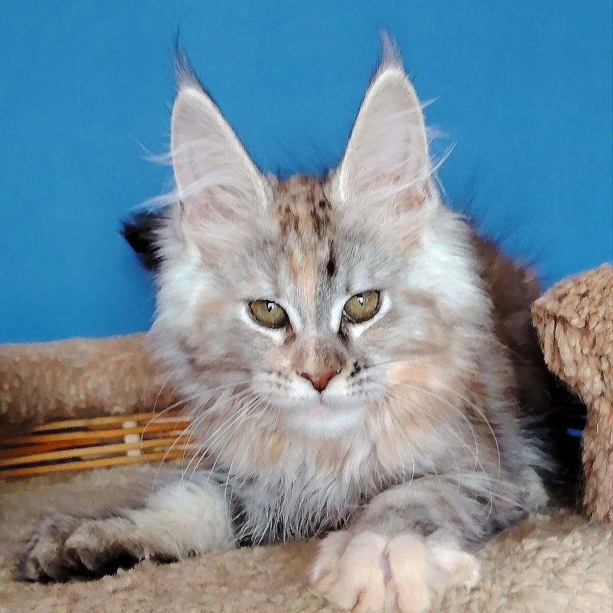 Котята мейн-кун девочки