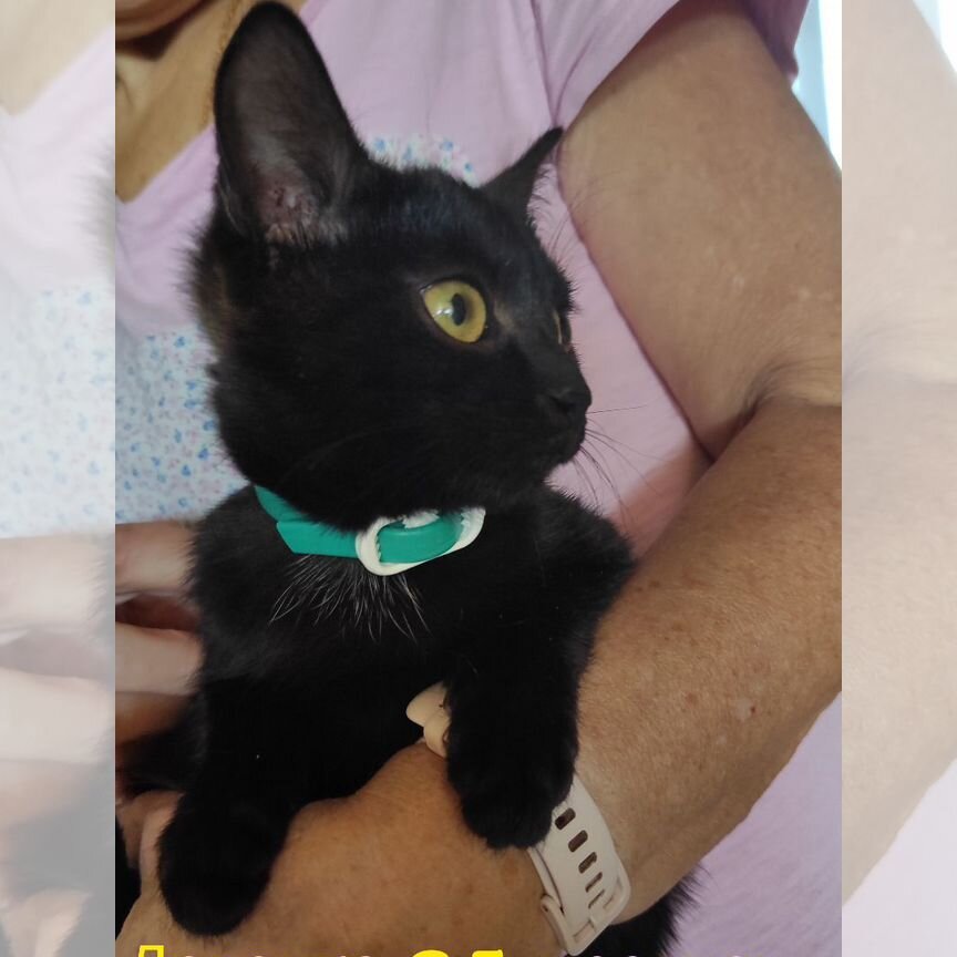 Отдам ловчих котят в надёжные руки