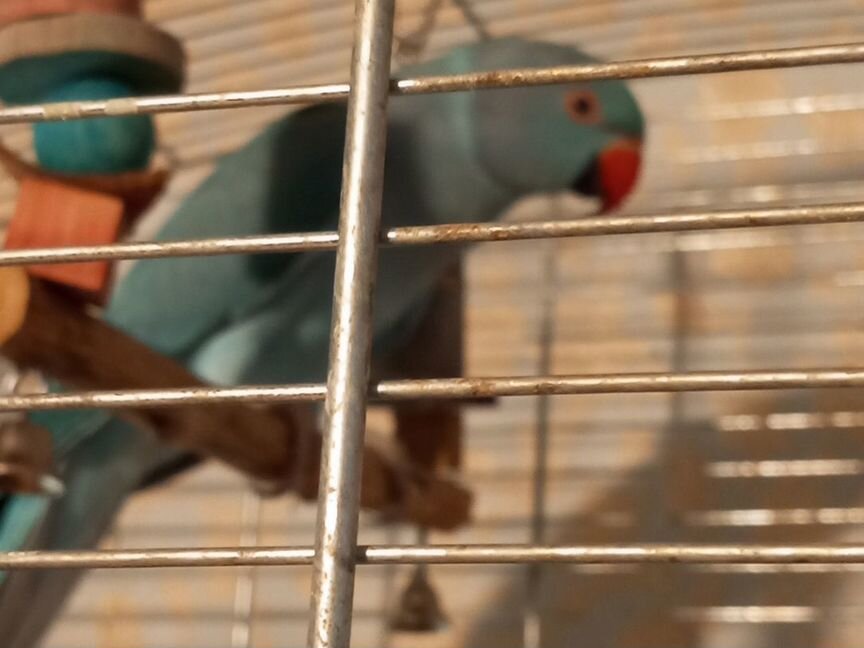 Ожереловуй попугай ручной с клеткой