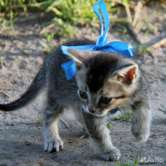 Котик. Около 8 недель