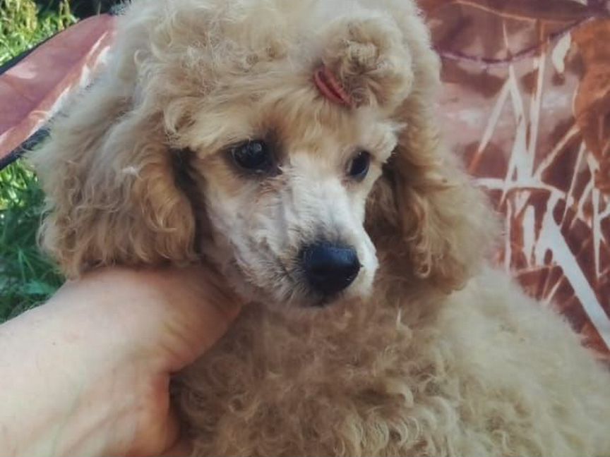 Карликовый пудель