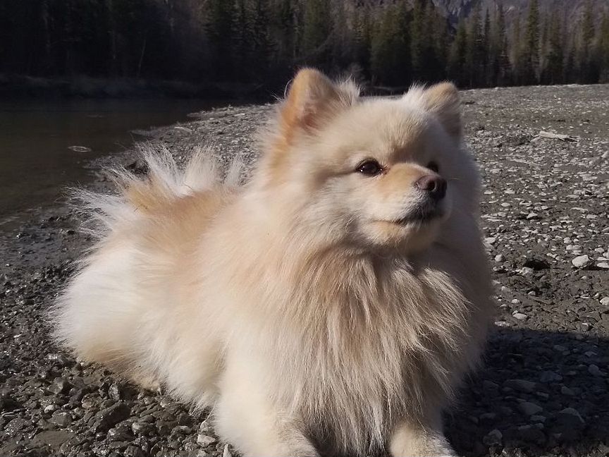 Немецкий шпиц мальчик