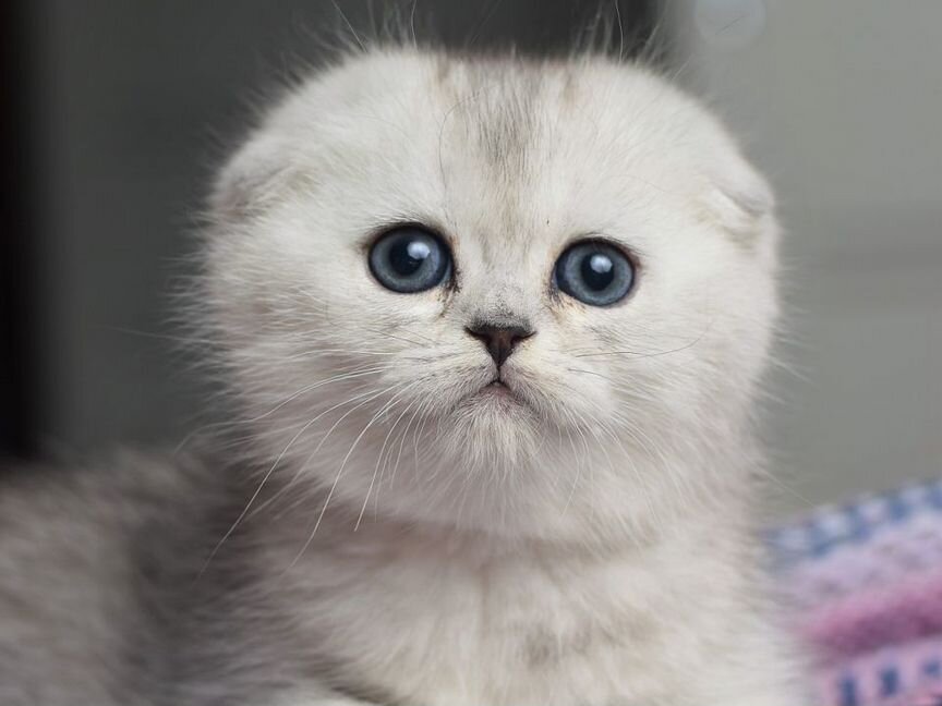 Шотландская серебристая вислоушка