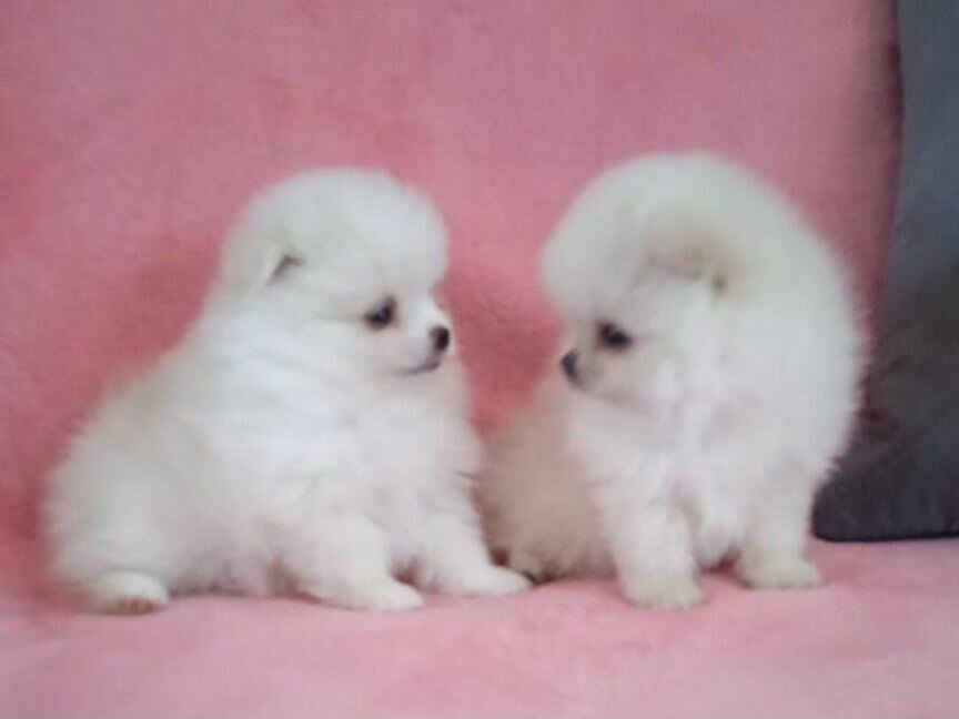 Щенки шпица