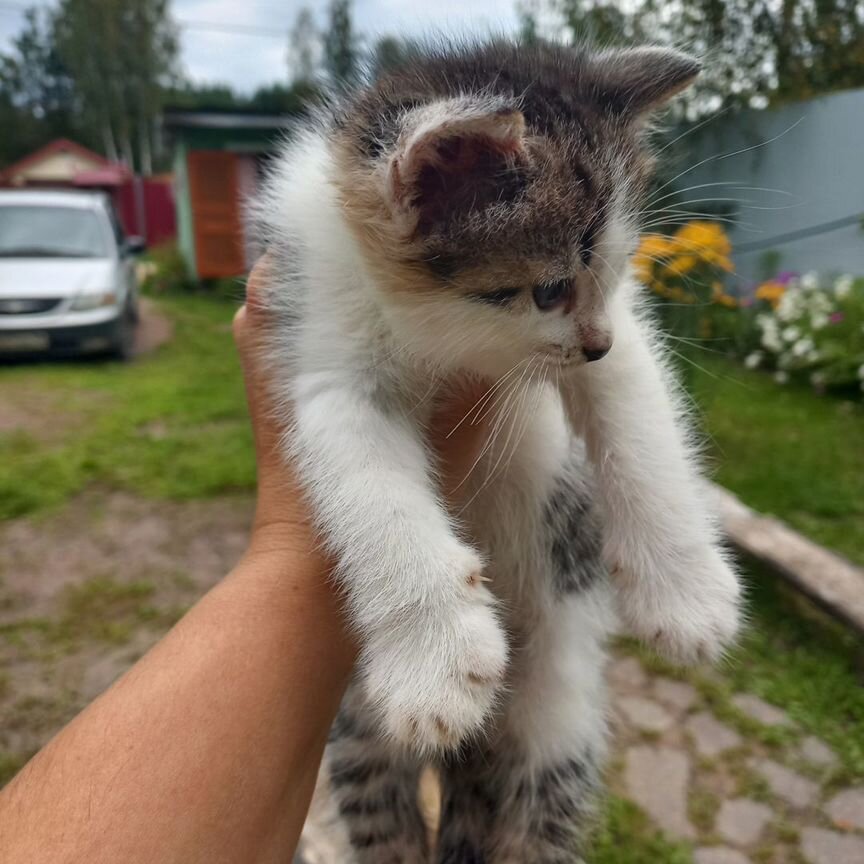 Отдадим котят