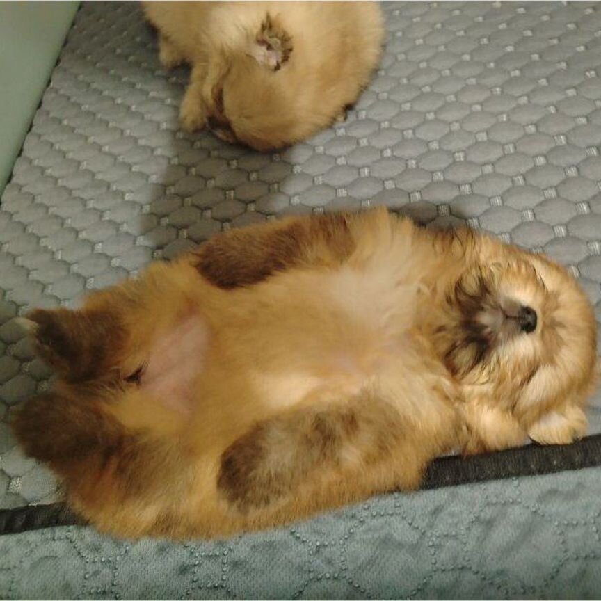 Померанский шпиц, щенок