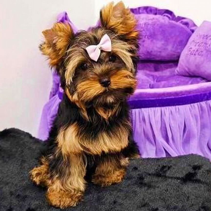 Щенки йоркширский терьер мини