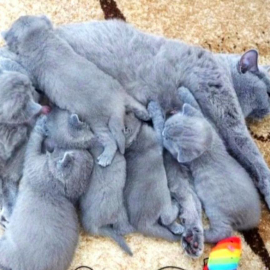 Плюшевые Медвежата)