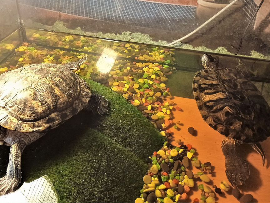 Бассейн для черепах