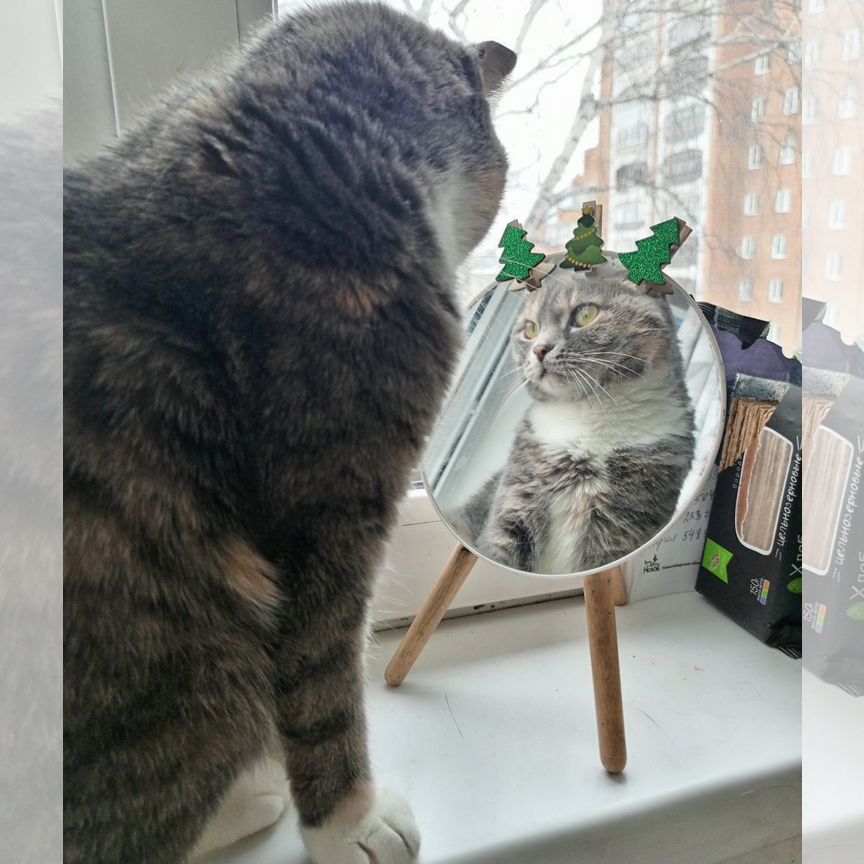 Отдам вислоухую кошку