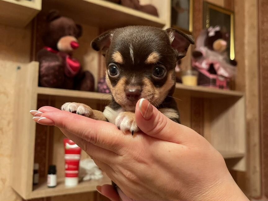 Щенки чихуахуа