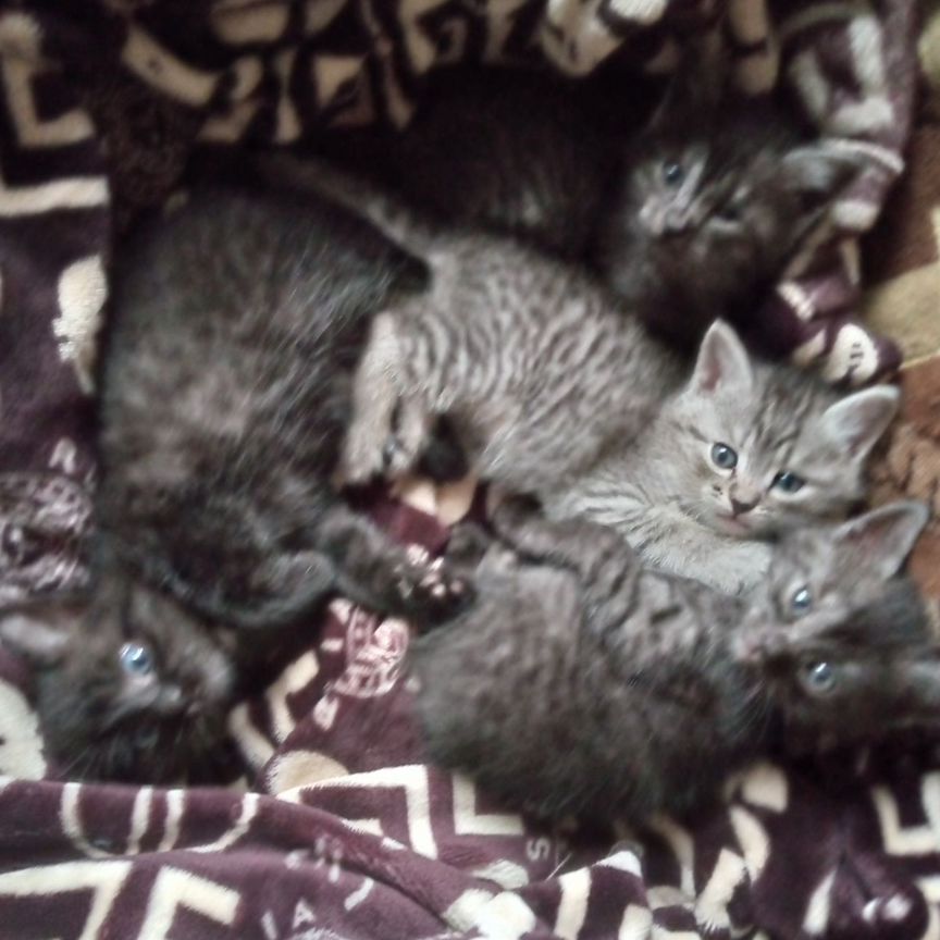 Котёнок в добрые руки