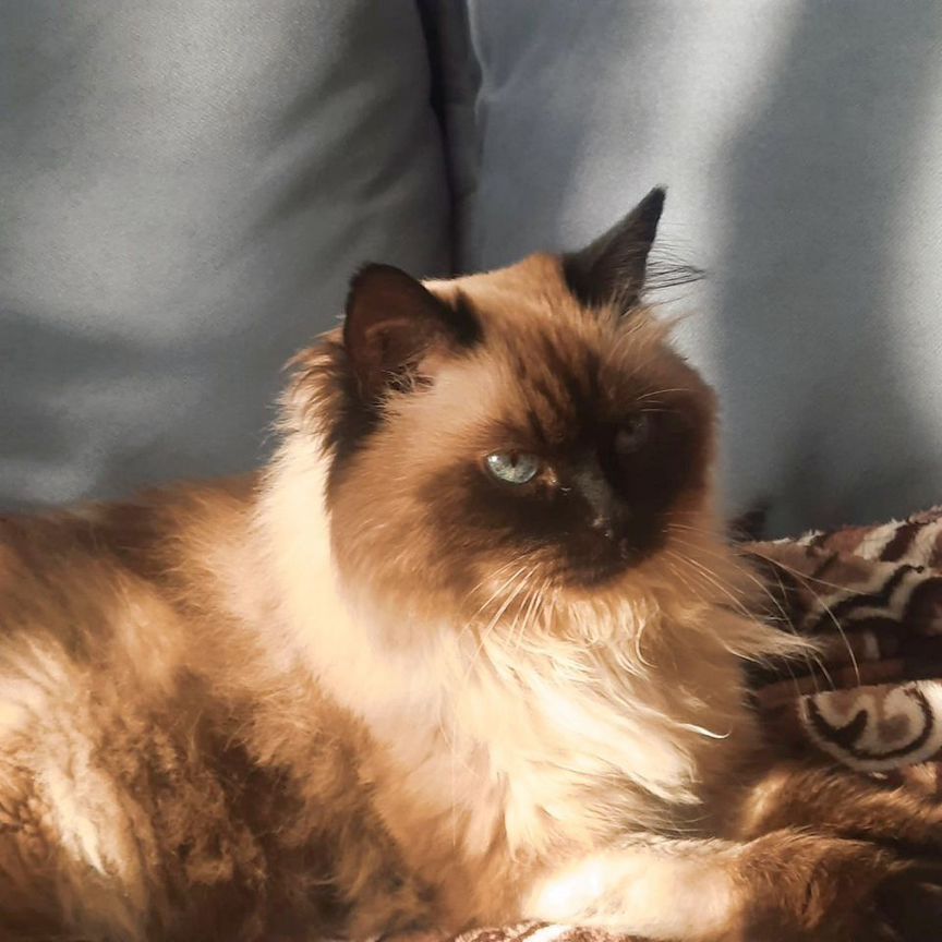 Отдам кошку в добрые руки