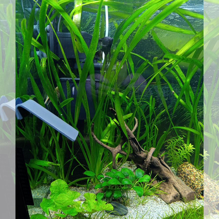 Валиснерия гигантская