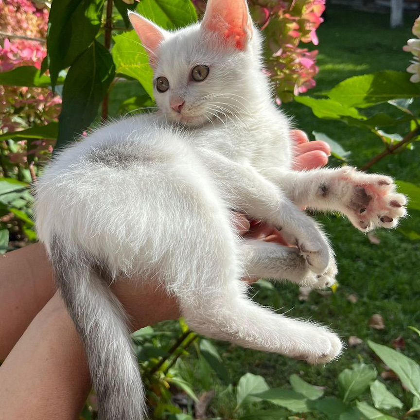 Котёнок в добрые руки 2,5 мес