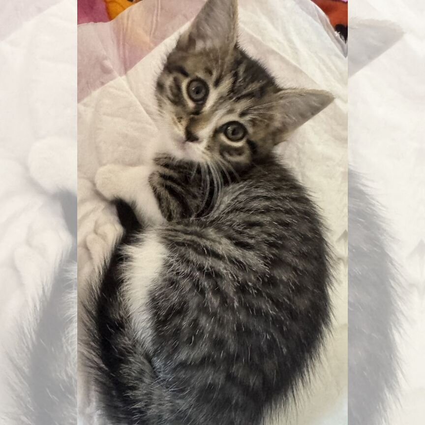 Котёнок в добрые руки
