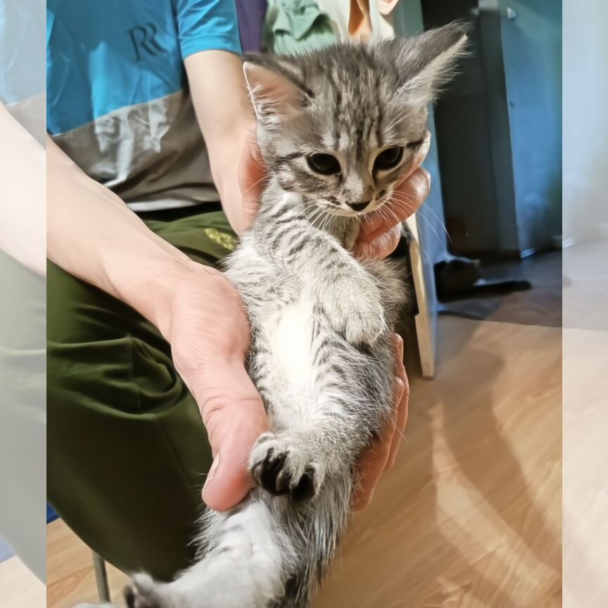 Котёнок в добрые руки