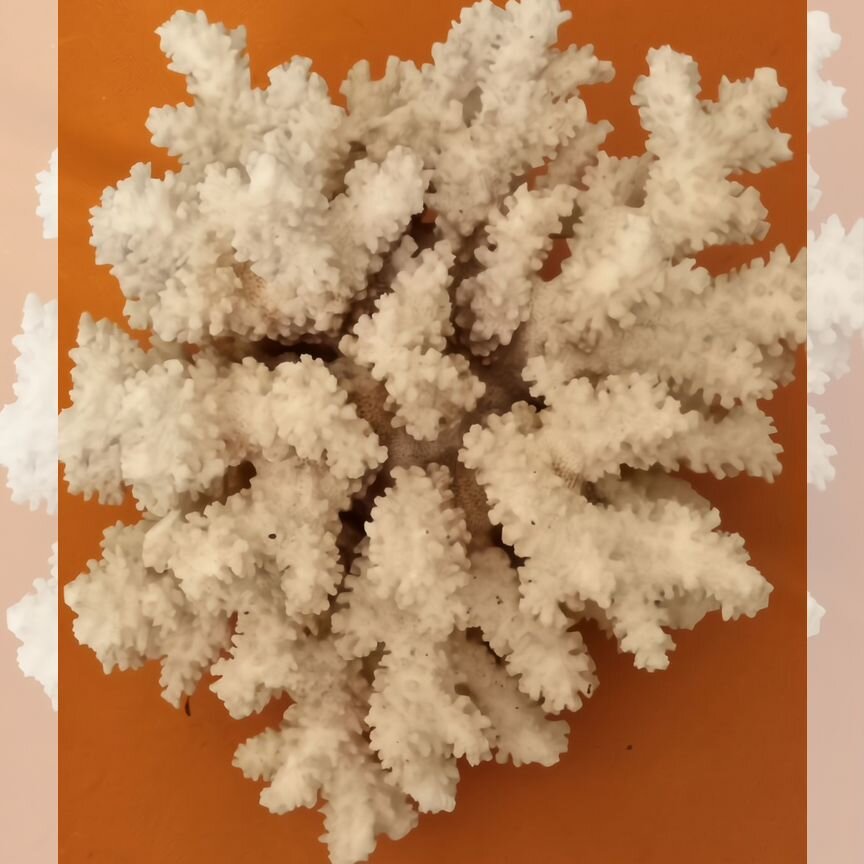 Морской коралл