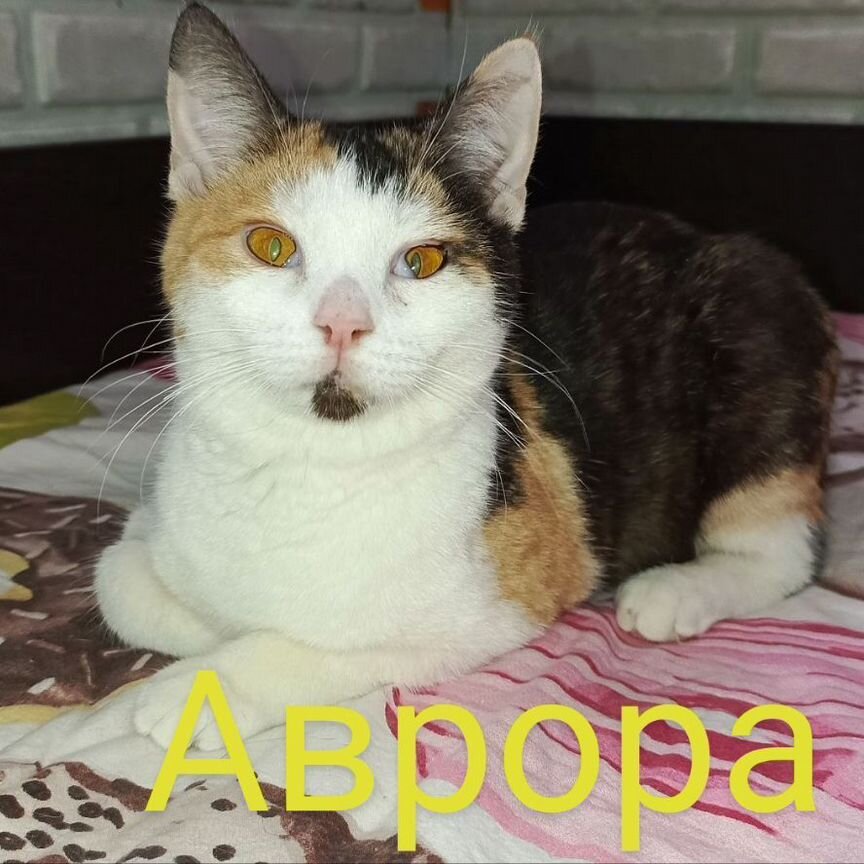 Трехцветной счастье Аврора ищет дом