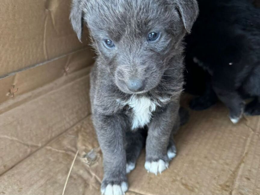 Щенки в дар