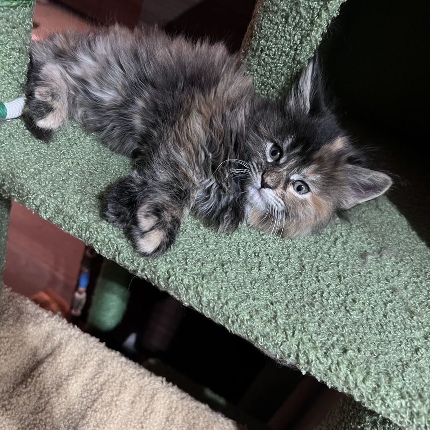 Мейн-кун котёнок