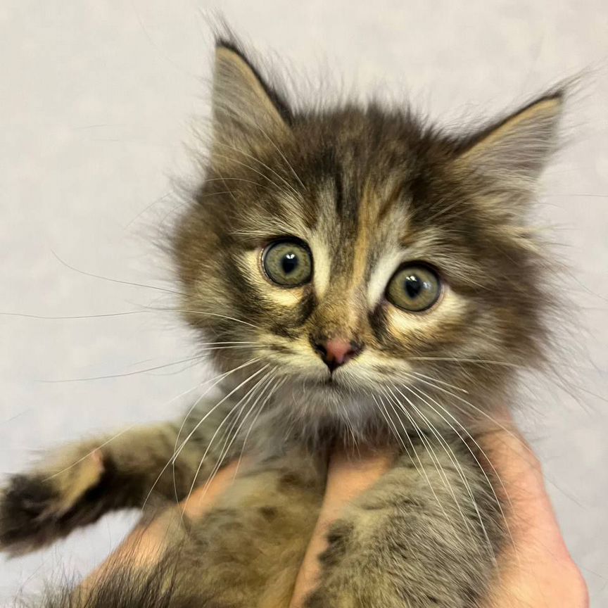 Котята беспородные