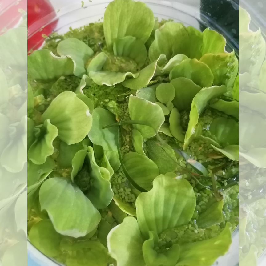 Продам ростение для аквариума