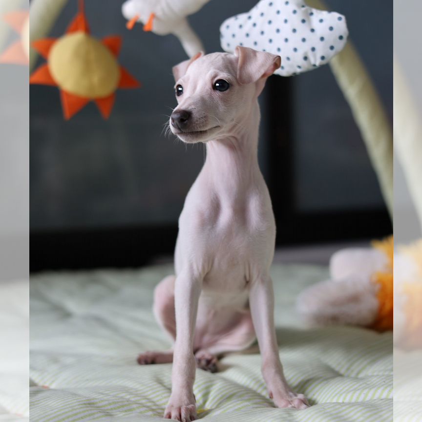 Левретка, щенок