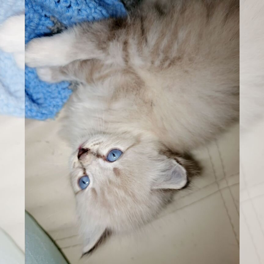 Отдам котят в хорошие руки, мальчики