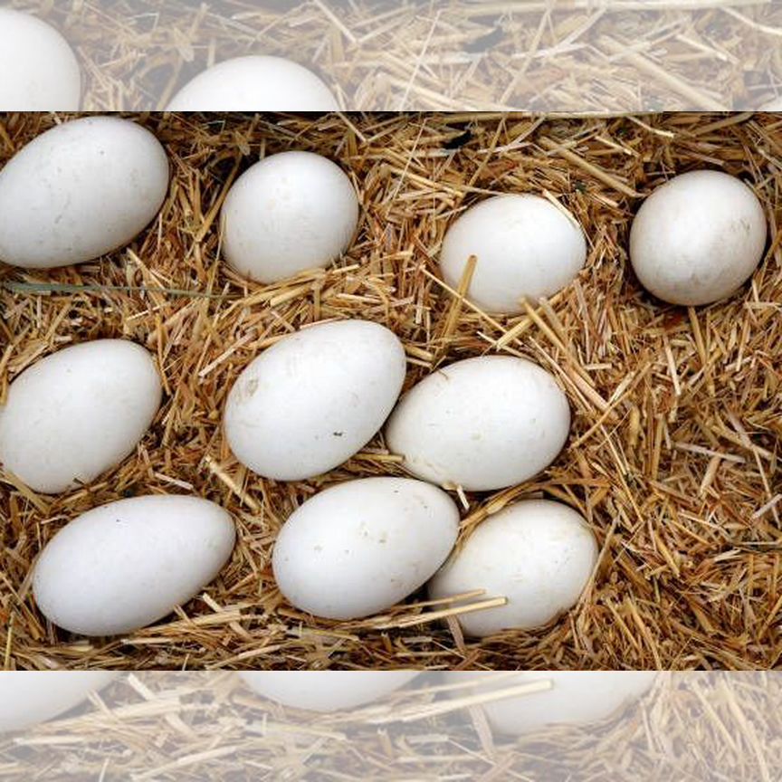 Инкубационные яйца холмогорских гусей