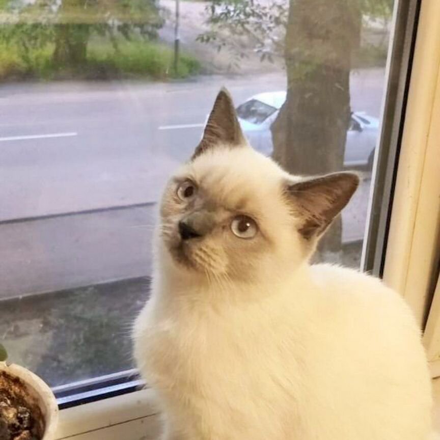 Котенок