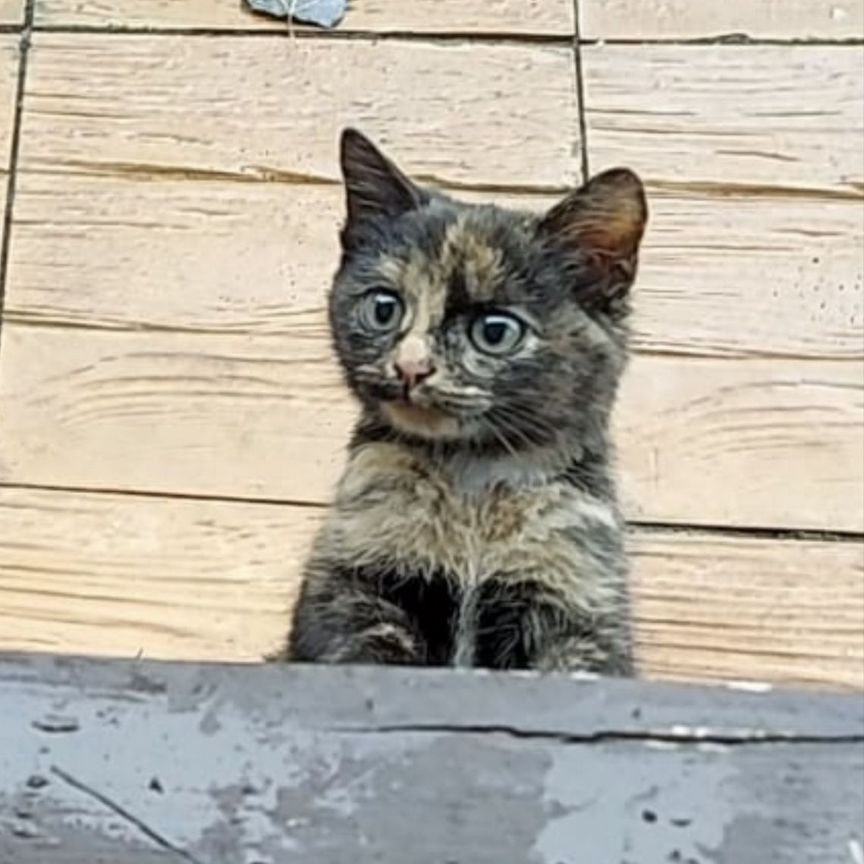 Котенок в добрые руки бесплатно