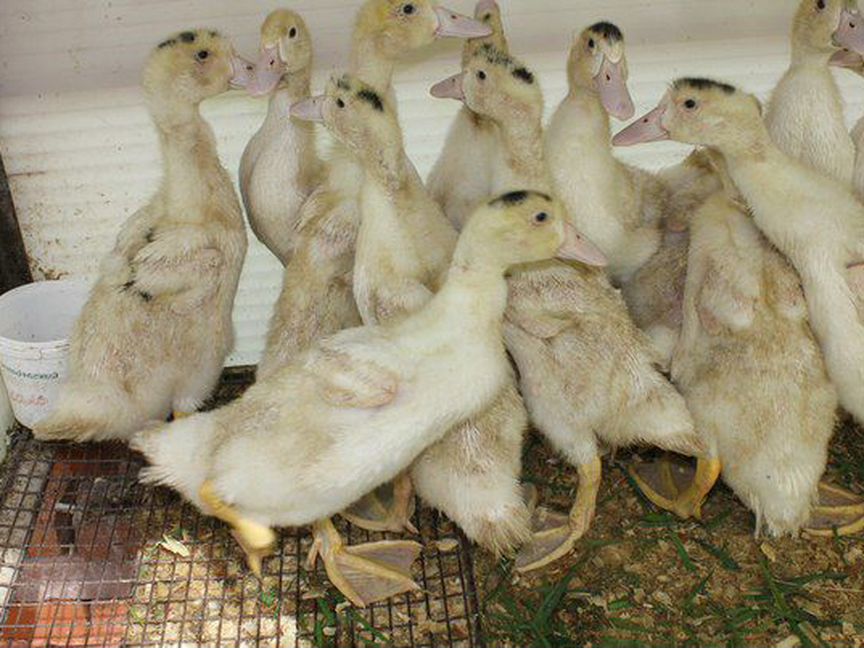 Утки " Агидель" подрощенные