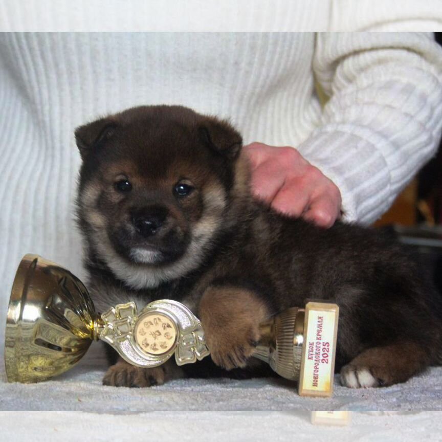 Сиба-ину, щенок