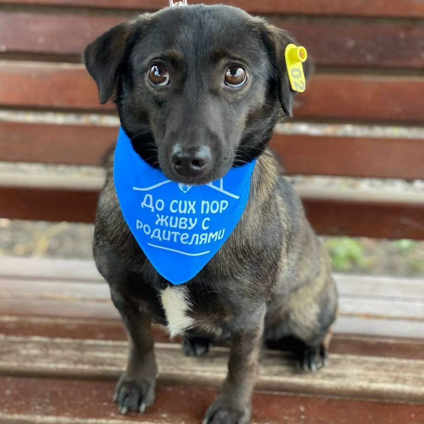 Взрослая собака в добрые руки