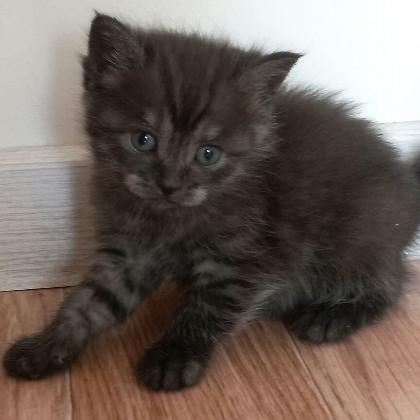 Котёнок мальчик