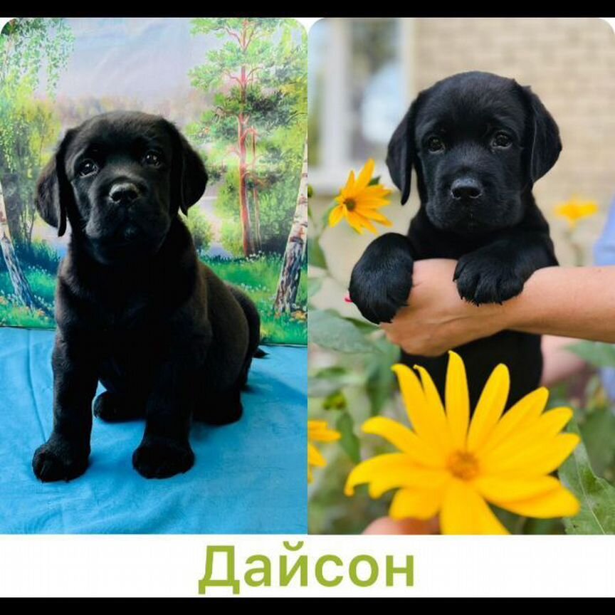 Лабрадор
